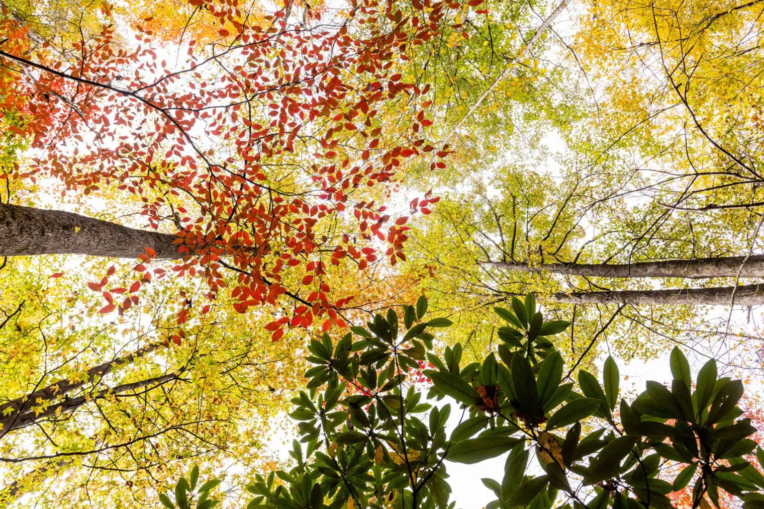 True Colors - The Cliffs | Private Luxury Communities In South and ...